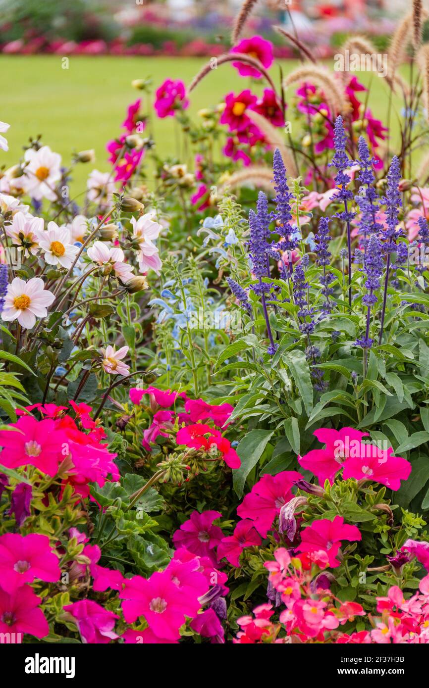 Group of different beautiful and colorful flowers in a garden Stock ...