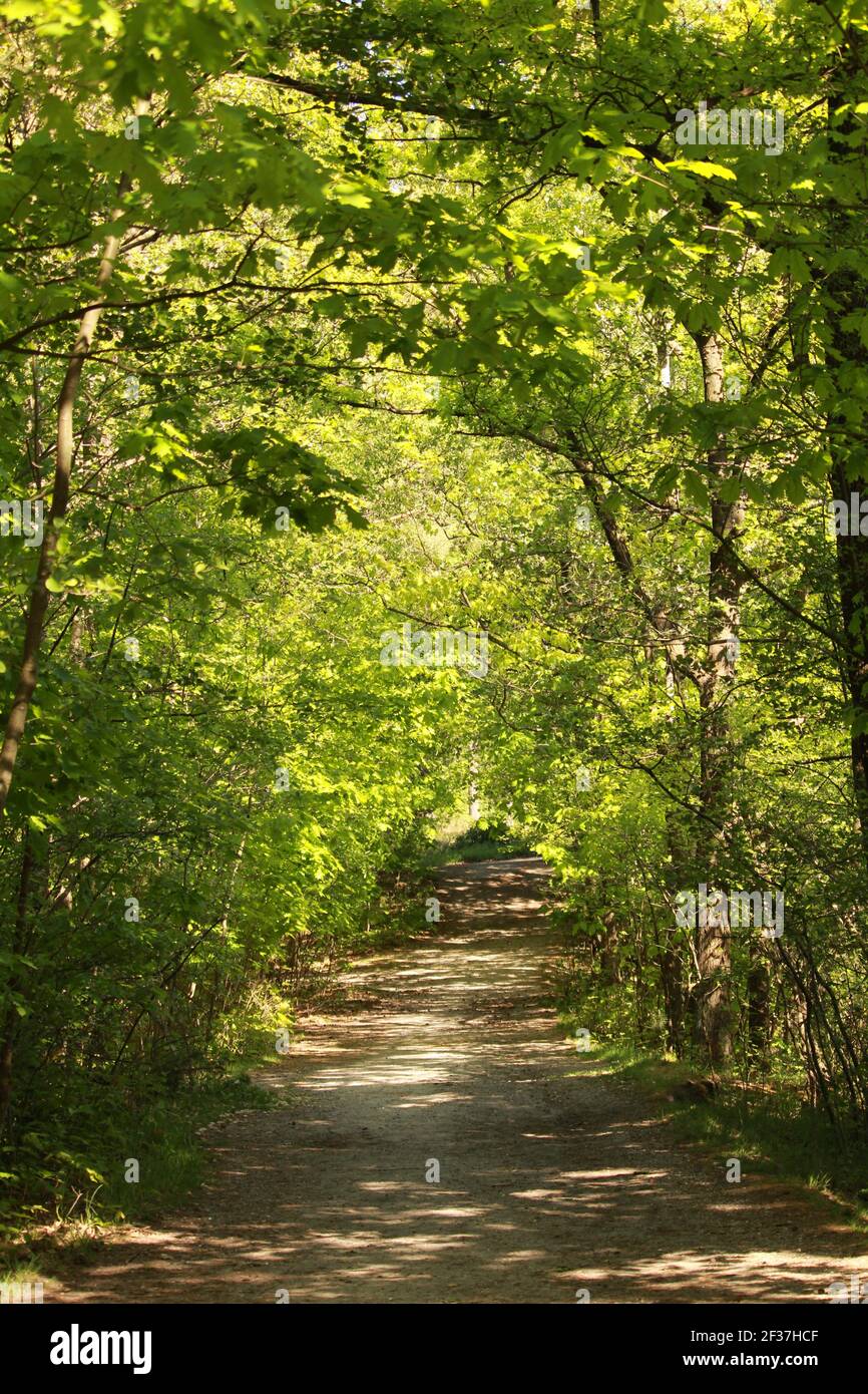 A beautiful walking path in the green park with sun rays breaking ...