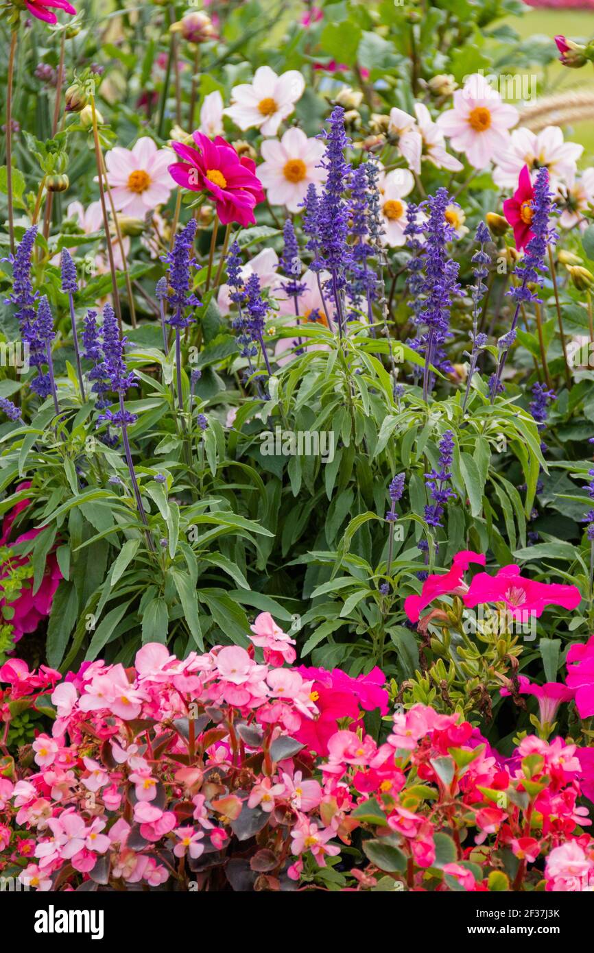 Group of different beautiful and colorful flowers in a garden Stock ...