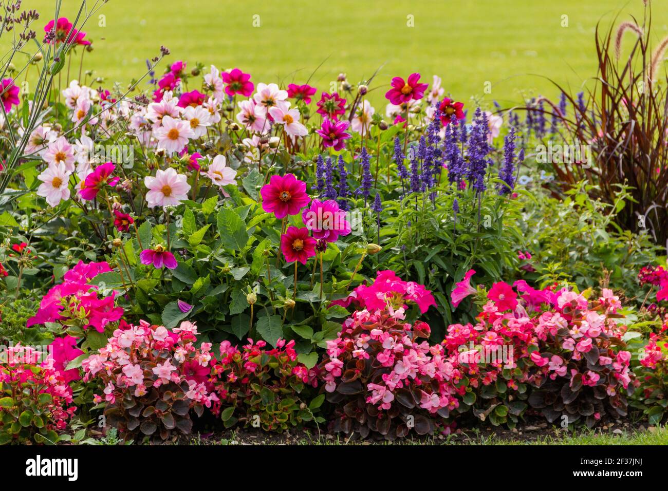 Group of different beautiful and colorful flowers in a garden Stock ...