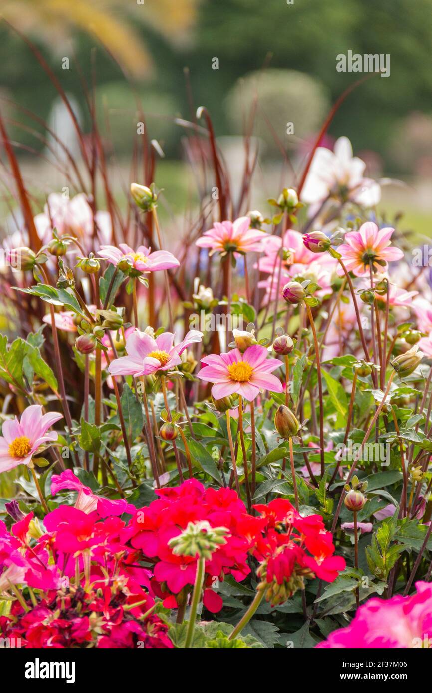 Group of different beautiful and colorful flowers in a garden Stock ...