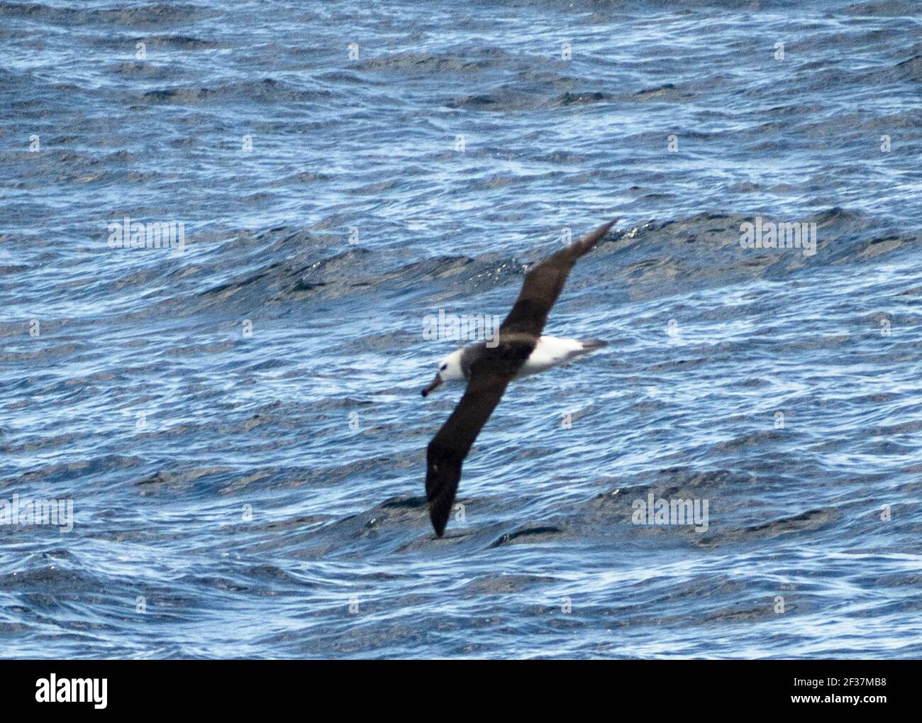 Bird streamlined australia hi-res stock photography and images - Alamy