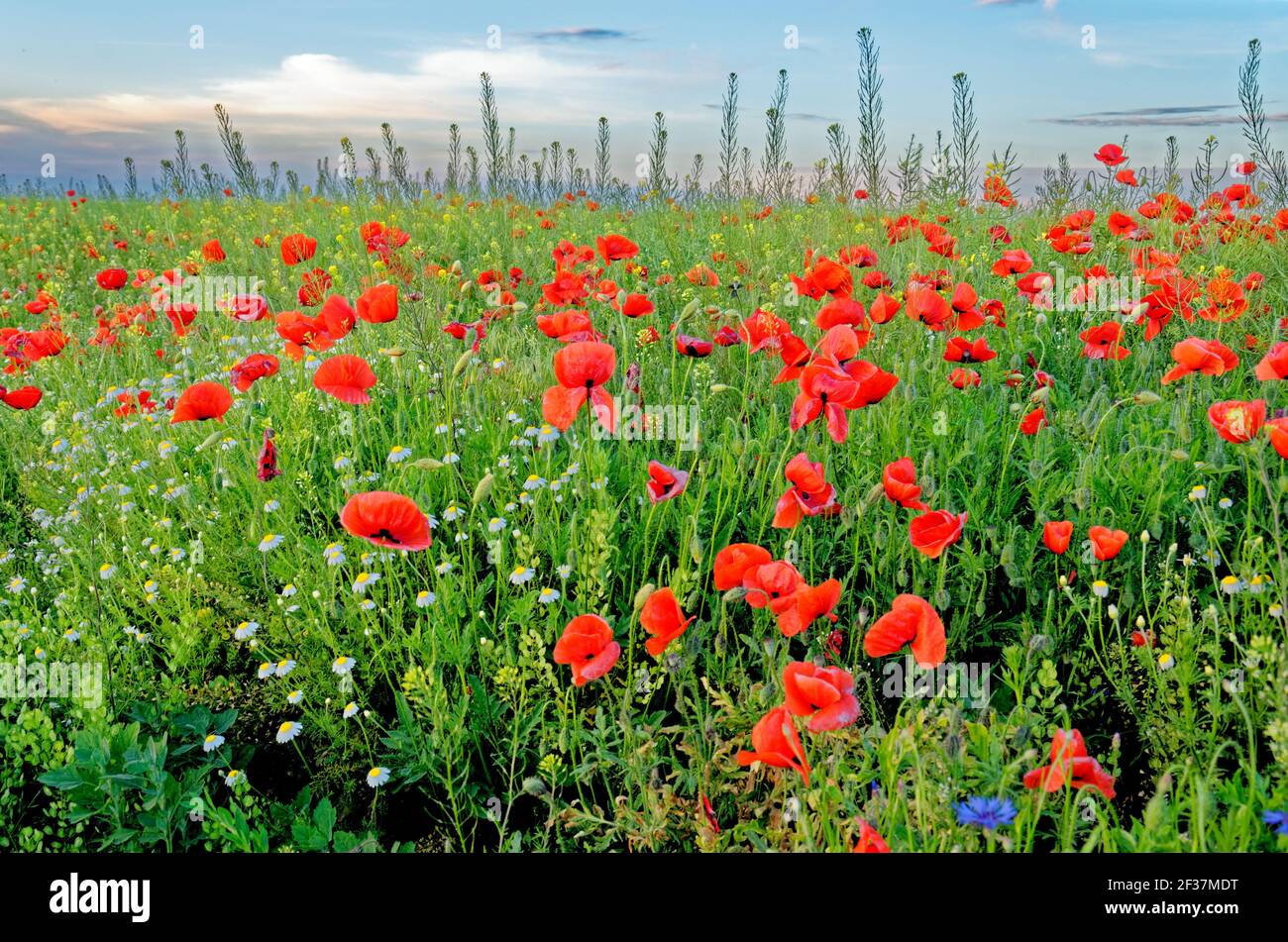 A view of a Poppy field in countryside - Romania - Common Poppies ...