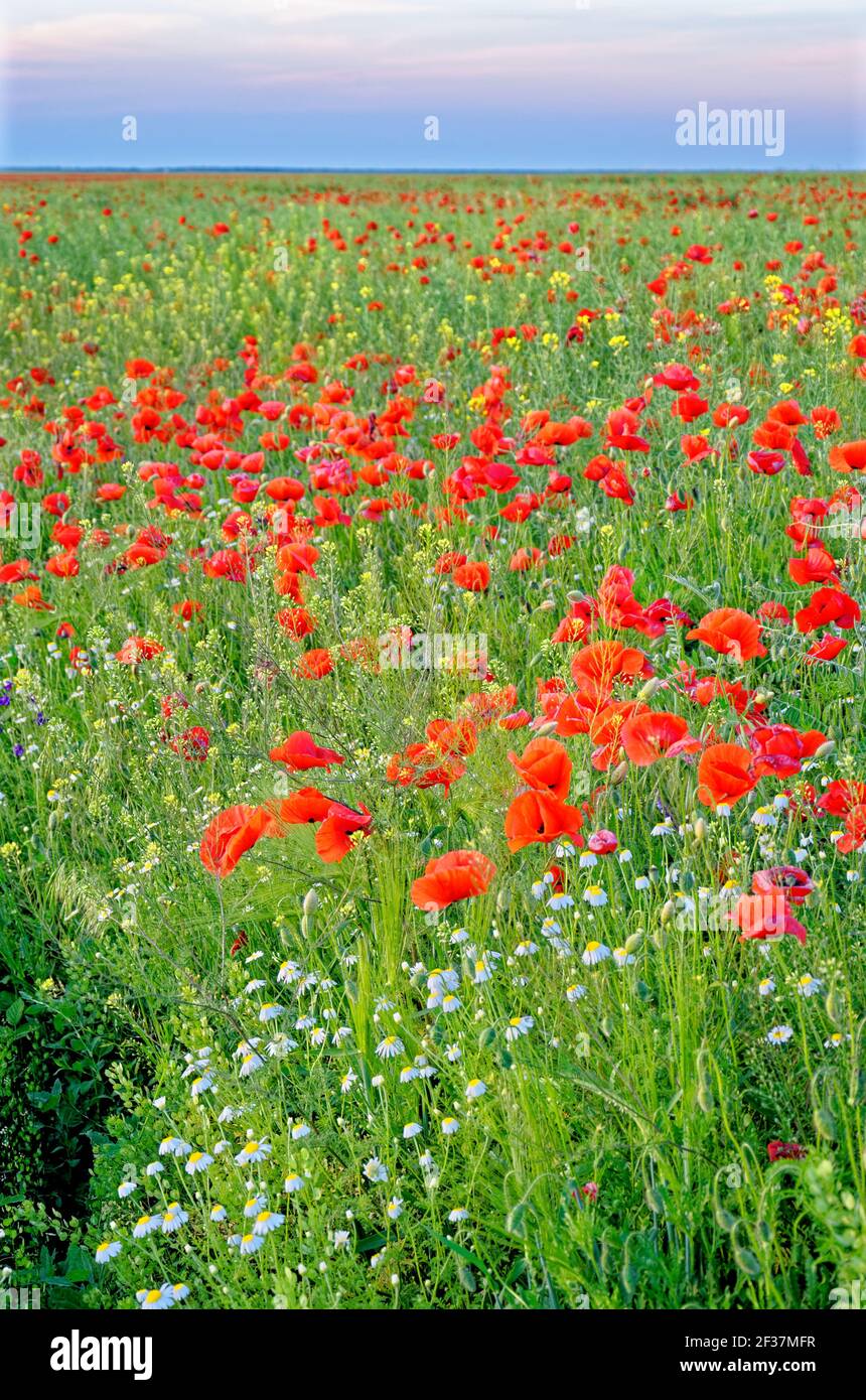 A view of a Poppy field in countryside - Romania - Common Poppies ...