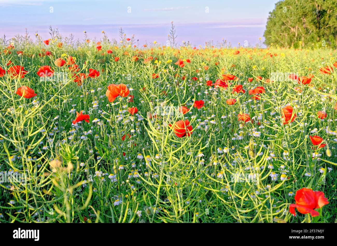 A view of a Poppy field in countryside - Romania - Common Poppies ...