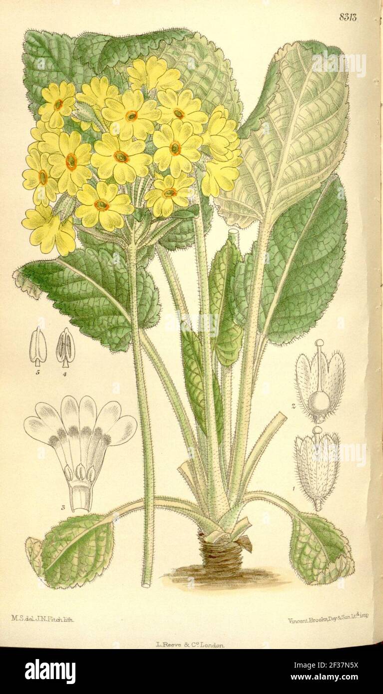 Primula forrestii hi-res stock photography and images - Alamy