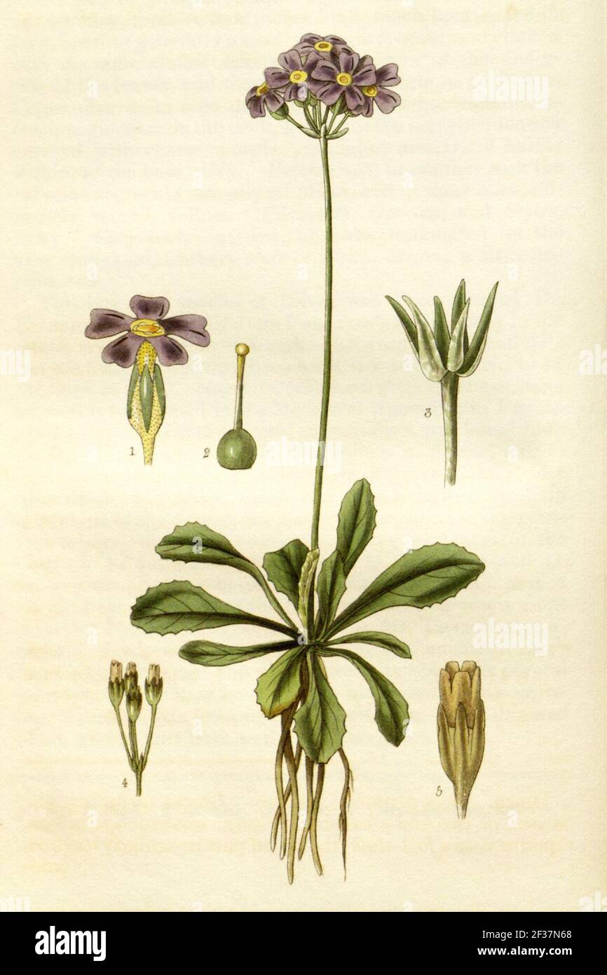 Primula mistassinica - Curtis-2973 Stock Photo - Alamy