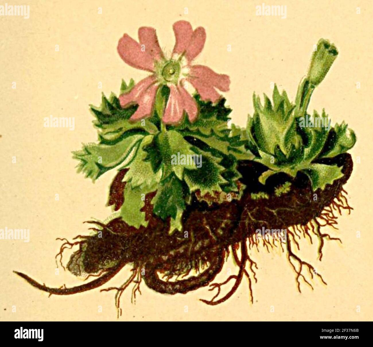 Primula minima hi-res stock photography and images - Alamy