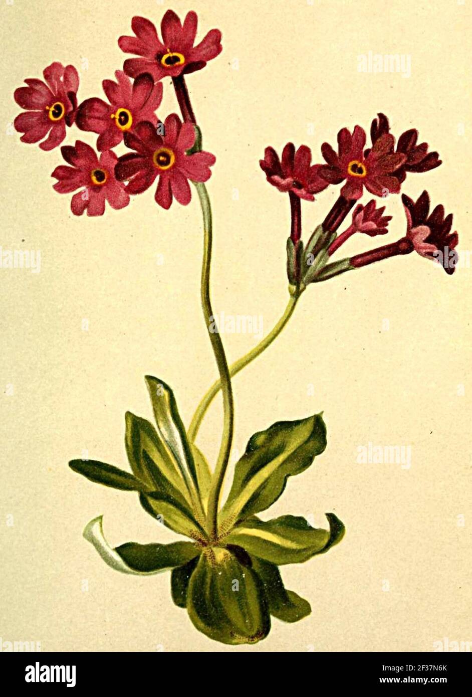 Primula halleri Atlas Alpenflora Stock Photo - Alamy