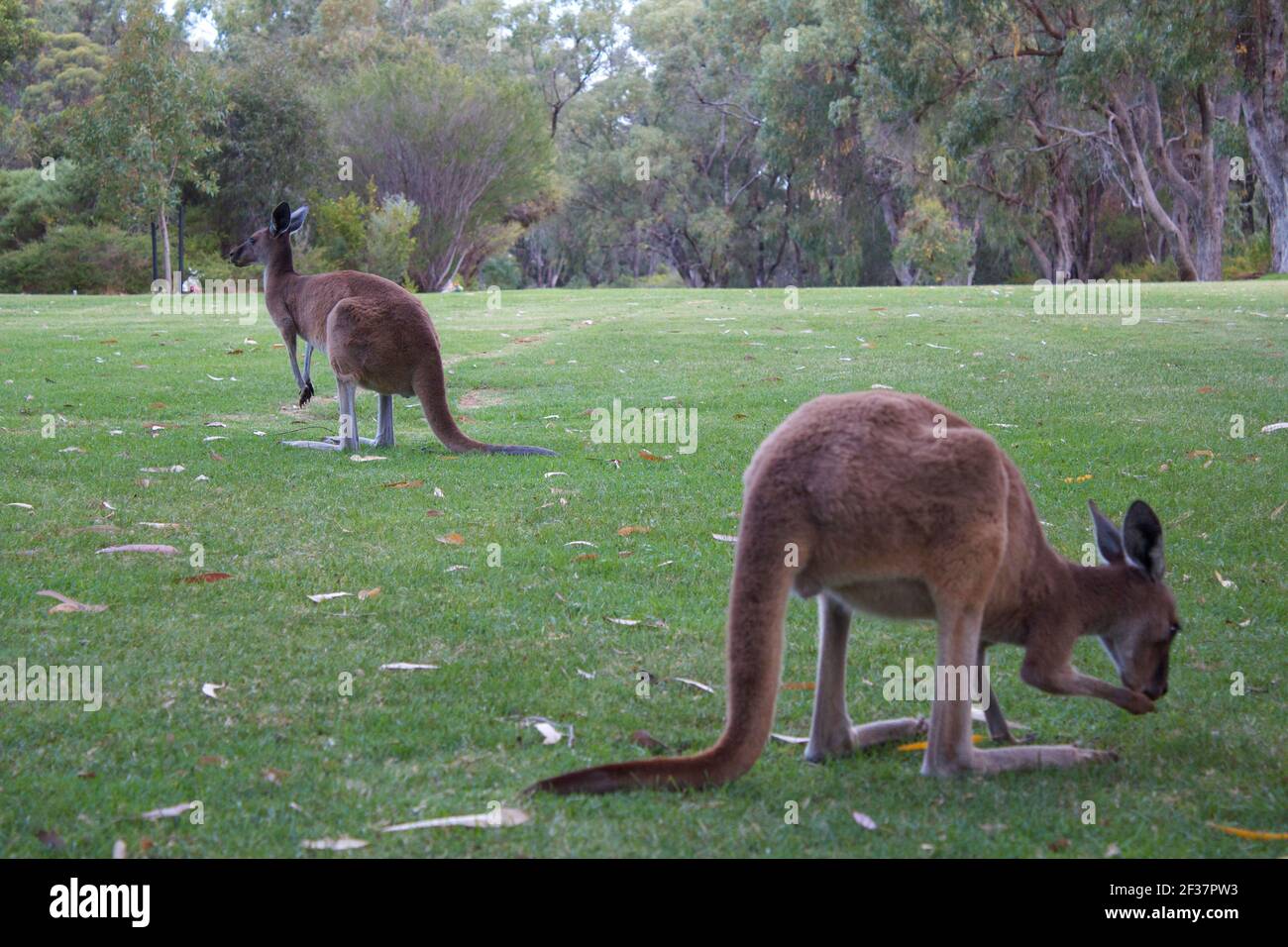 Perth in western australia hi-res stock photography and images - Alamy