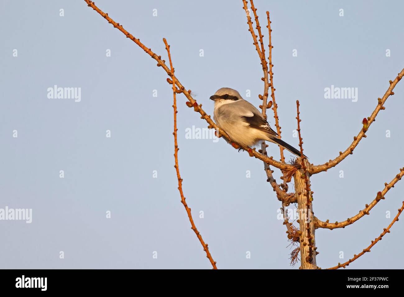 Great grey shrike uk hi-res stock photography and images - Alamy