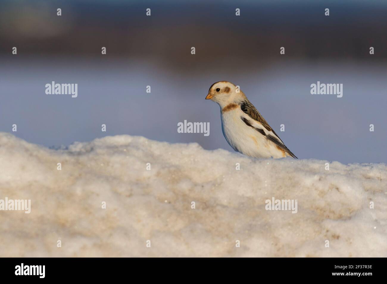 Harsh canadian winter hi-res stock photography and images - Alamy