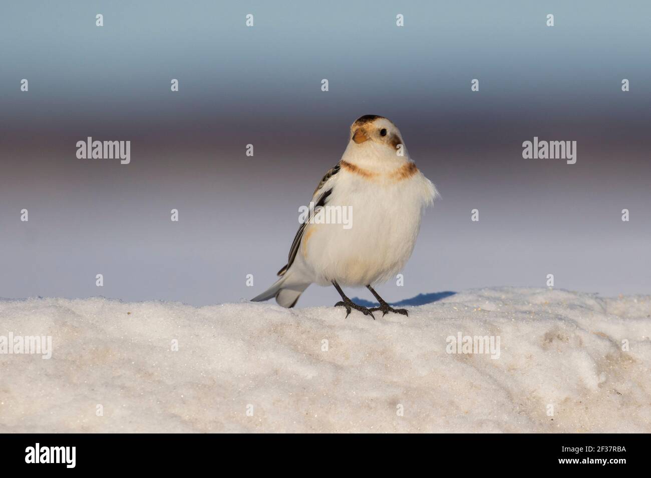 Harsh canadian winter hi-res stock photography and images - Alamy