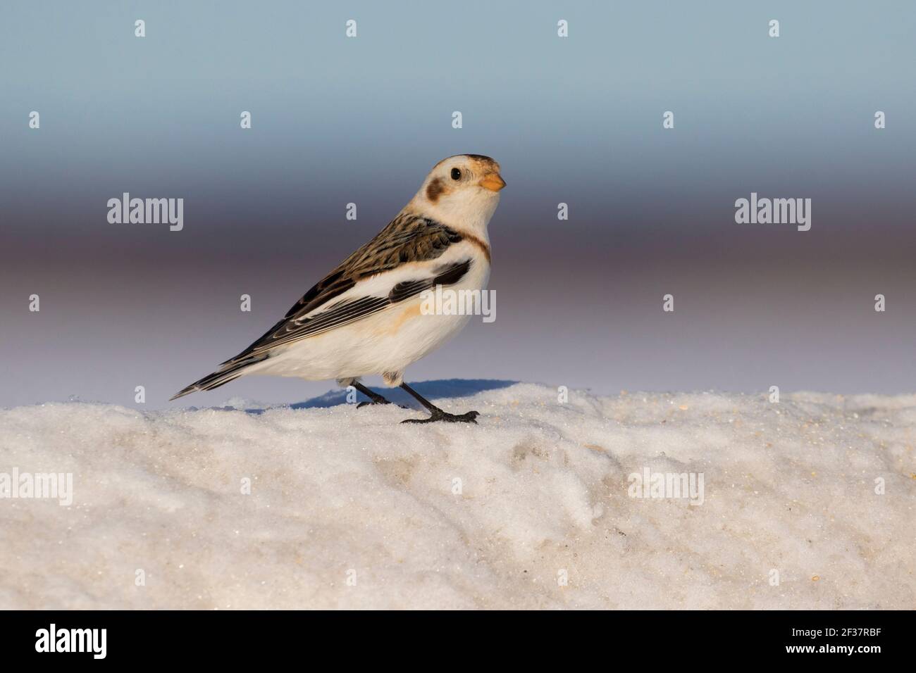 Snow buntings in harsh Canadian winter Stock Photo - Alamy