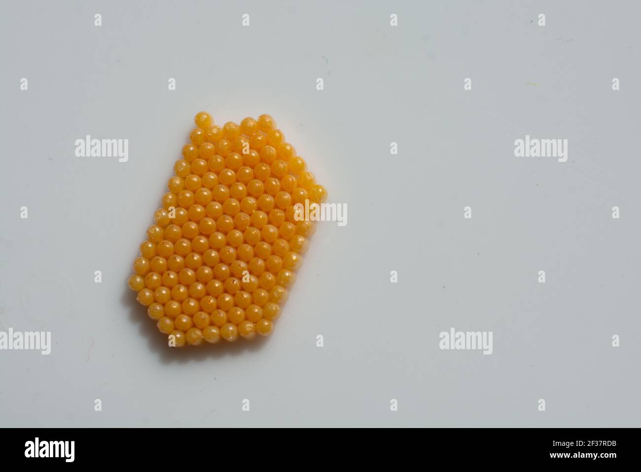 Yellow color insect eggs forming an almost perfect hexagon on a white ...