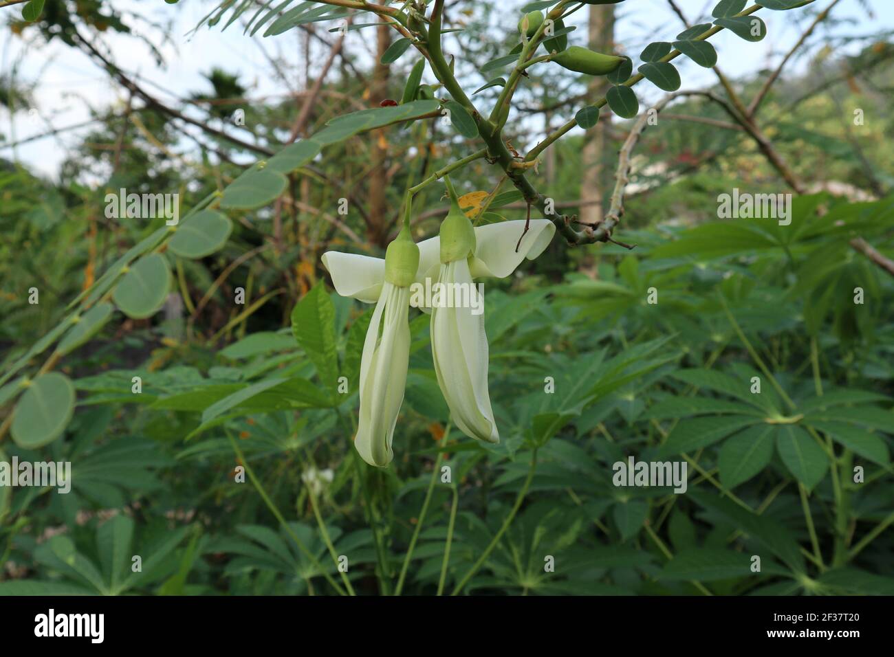 Back view of two white vegetable hummingbird flowers on vegetable ...