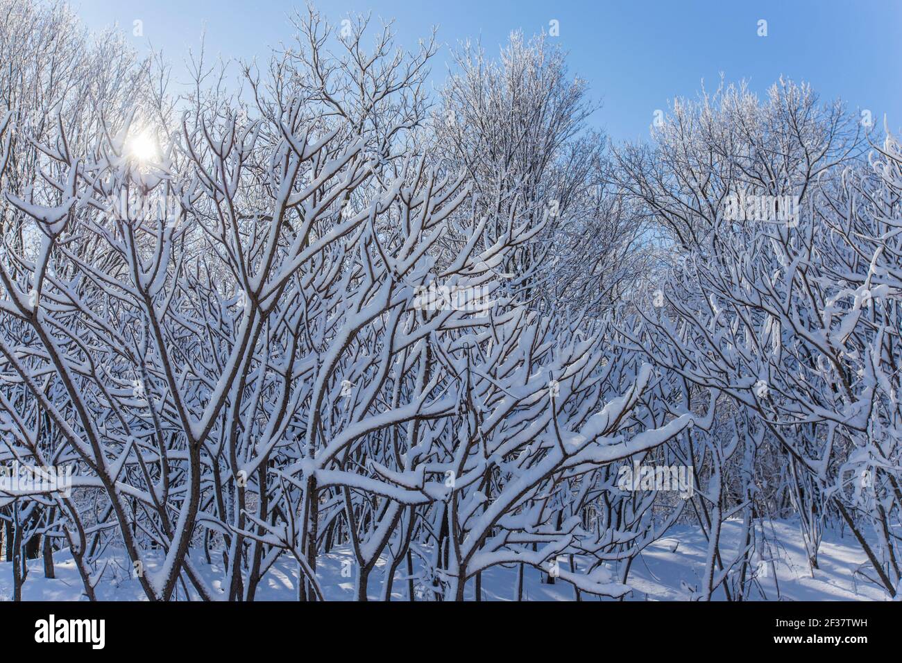 Spectacular winter landscape in Quebec, Canada Stock Photo - Alamy