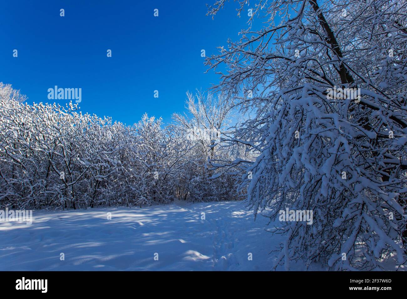 Spectacular winter landscape in Quebec, Canada Stock Photo - Alamy