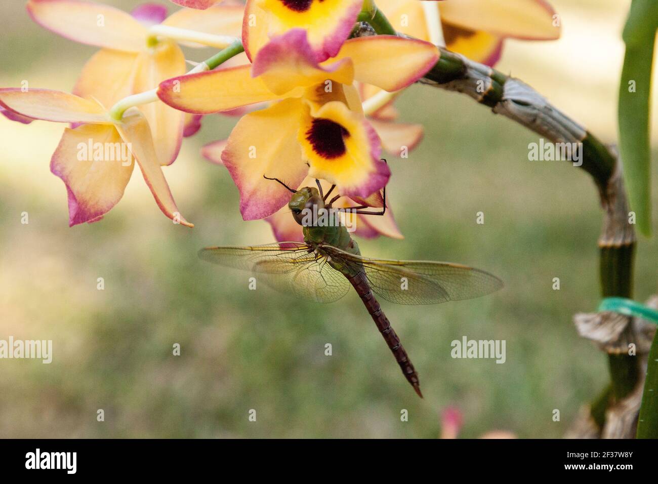 Large Common green darner dragonfly Anax junius on a yellow and red ...