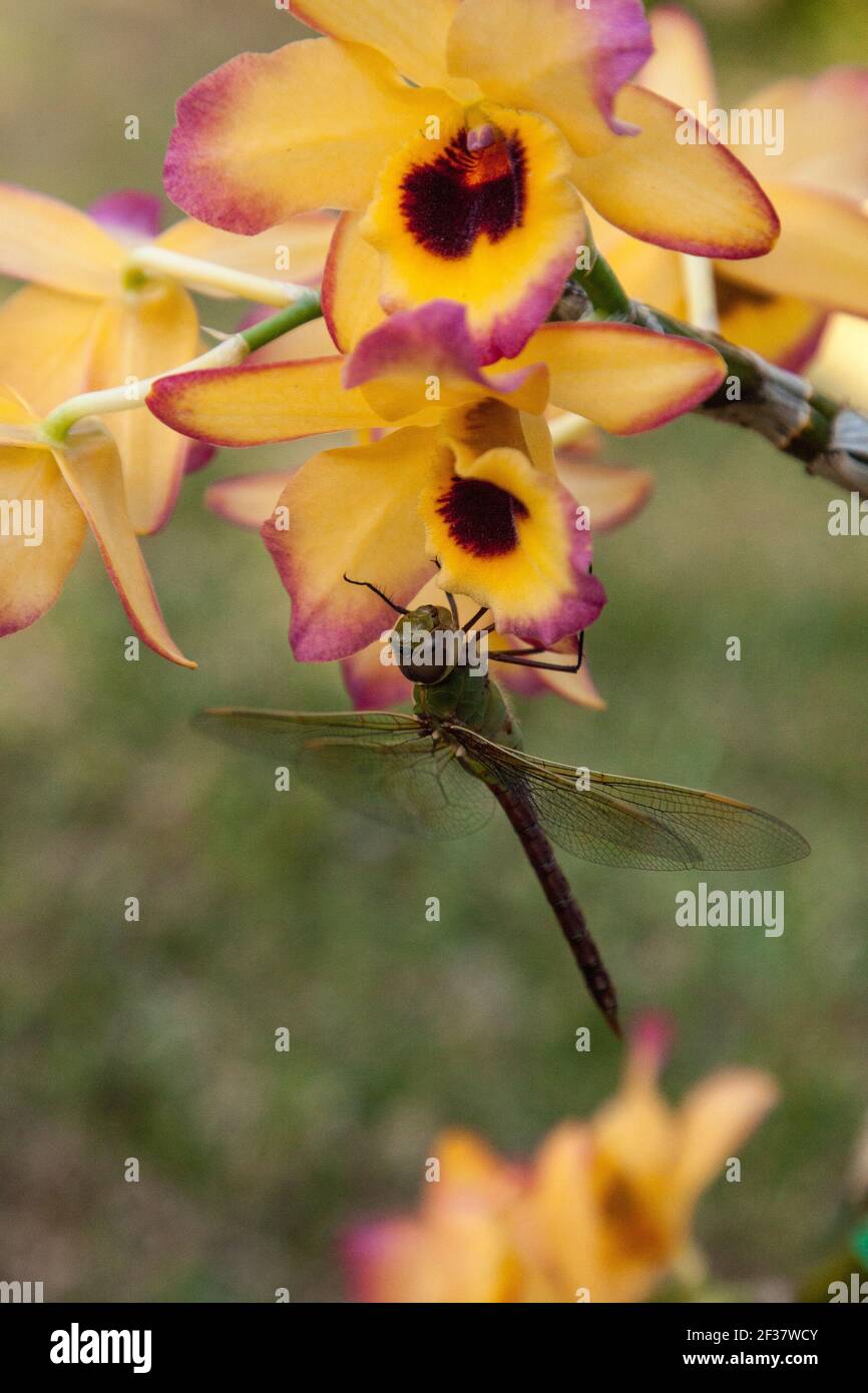 Large Common green darner dragonfly Anax junius on a yellow and red ...