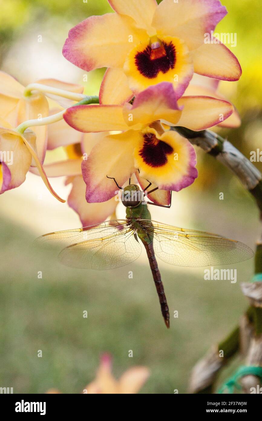 Large Common green darner dragonfly Anax junius on a yellow and red ...