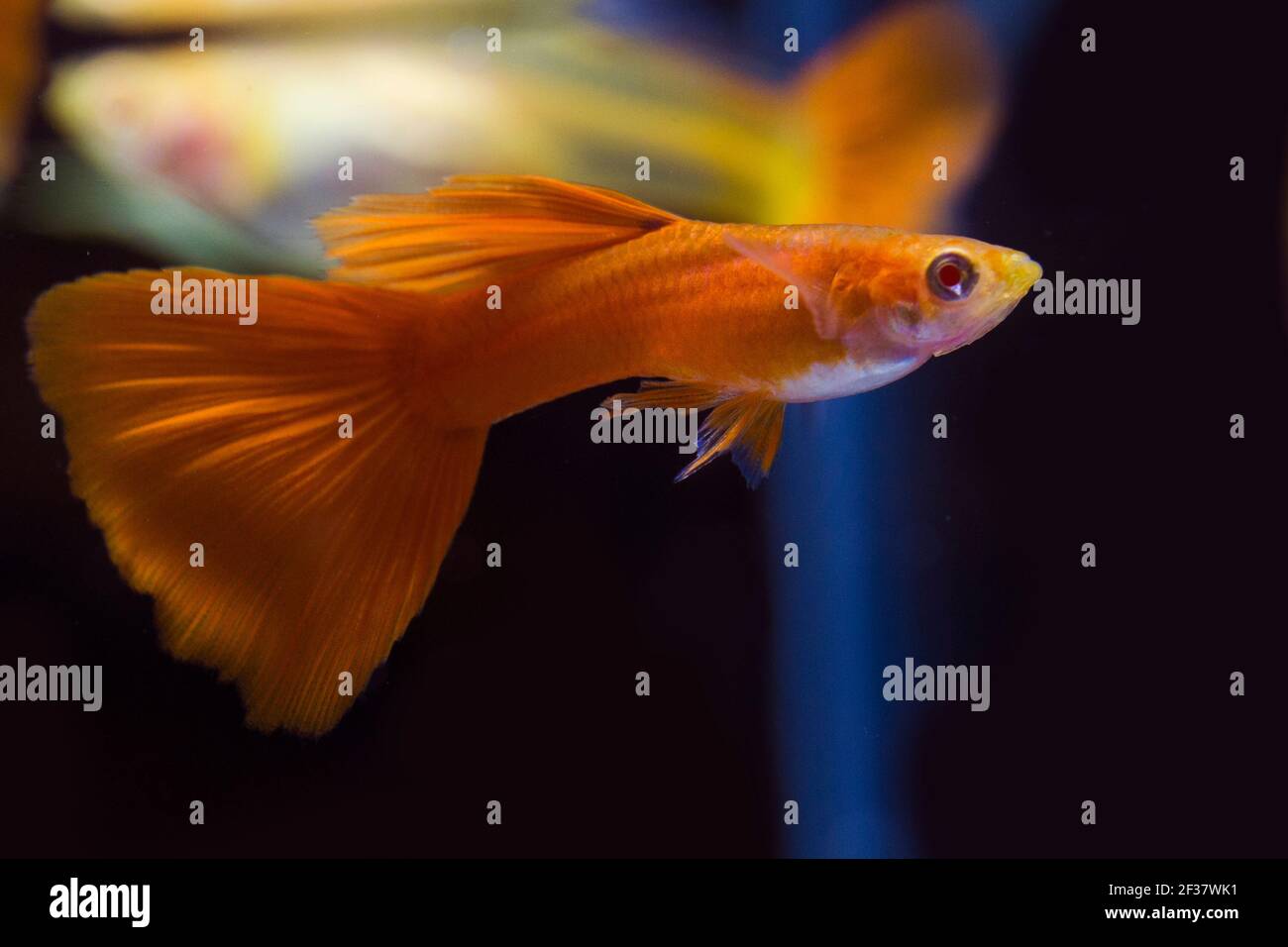 Albino male full red guppy (Poecilia reticulata) in planted aquarium Stock Photo - Alamy