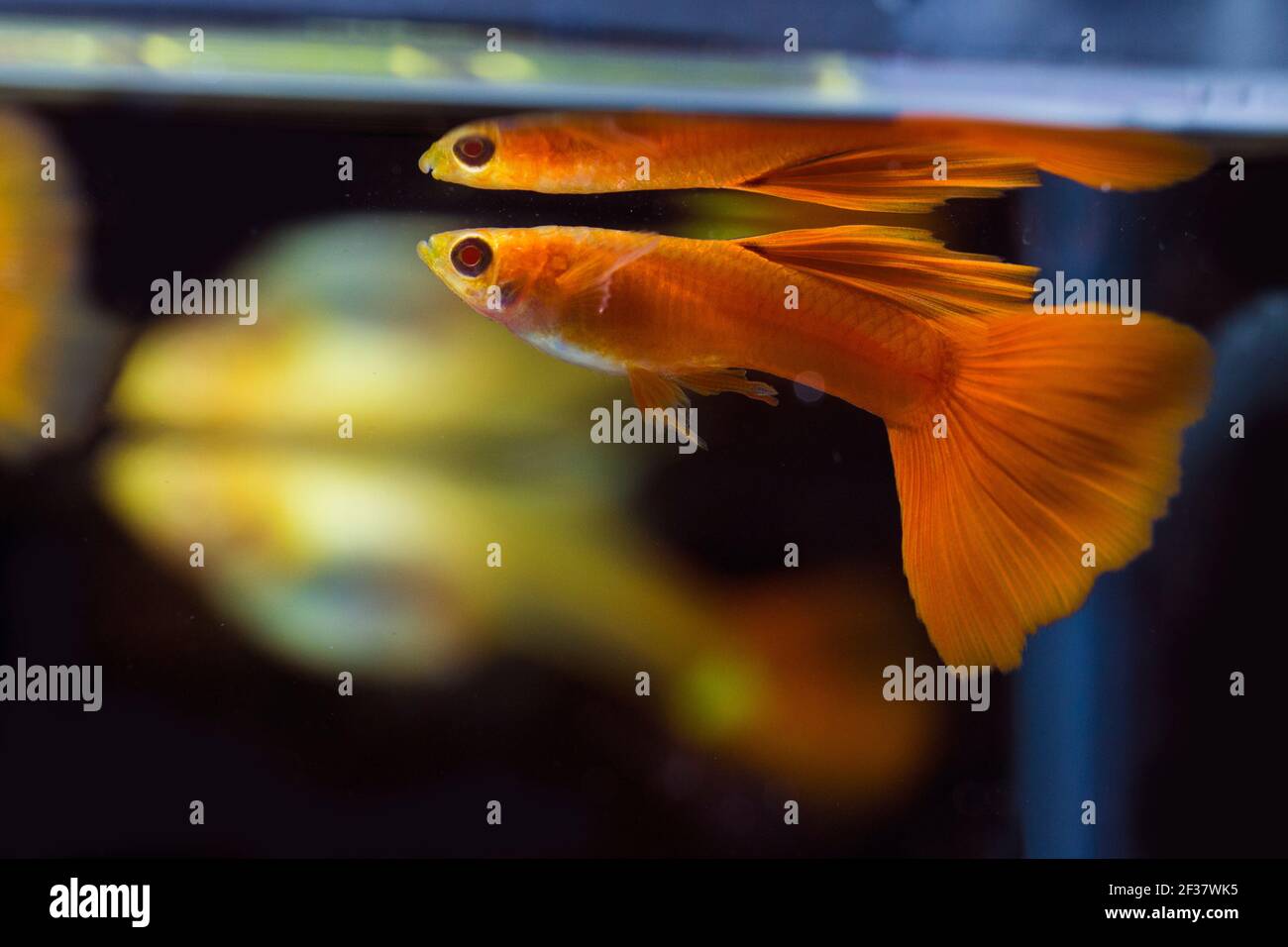 Albino male full red guppy (Poecilia reticulata) in planted aquarium ...