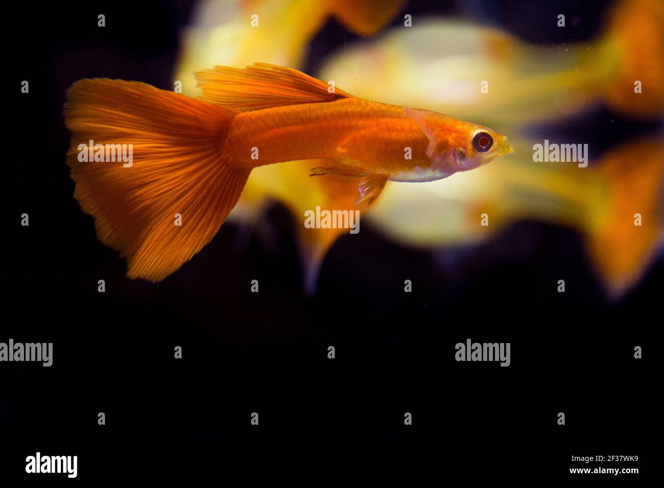 Albino male full red guppy (Poecilia reticulata) in planted aquarium ...