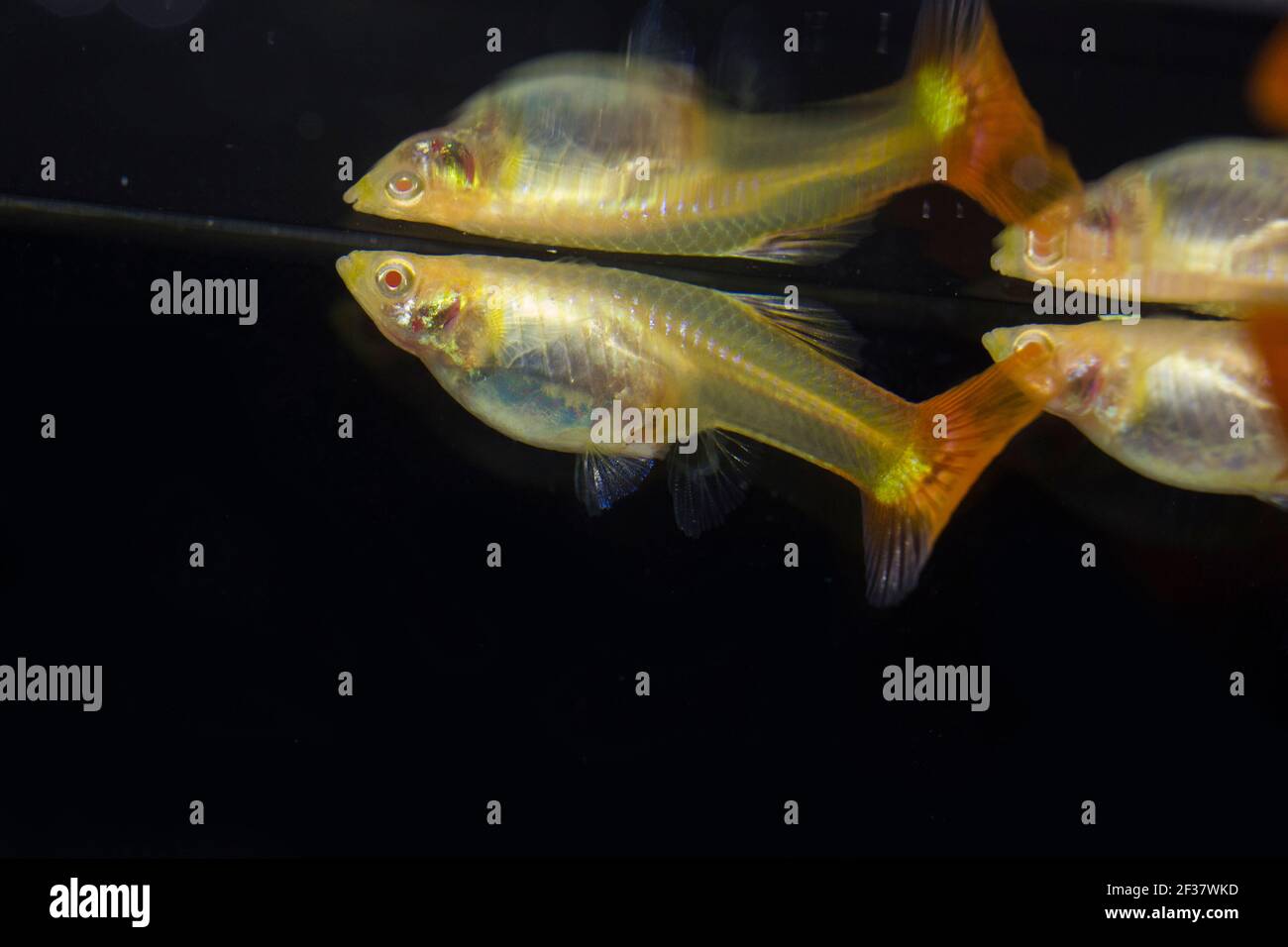 Albino male full red guppy (Poecilia reticulata) in planted aquarium ...