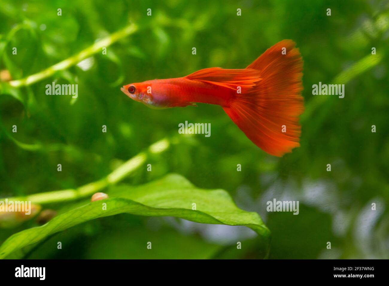 Albino male full red guppy (Poecilia reticulata) in planted aquarium ...