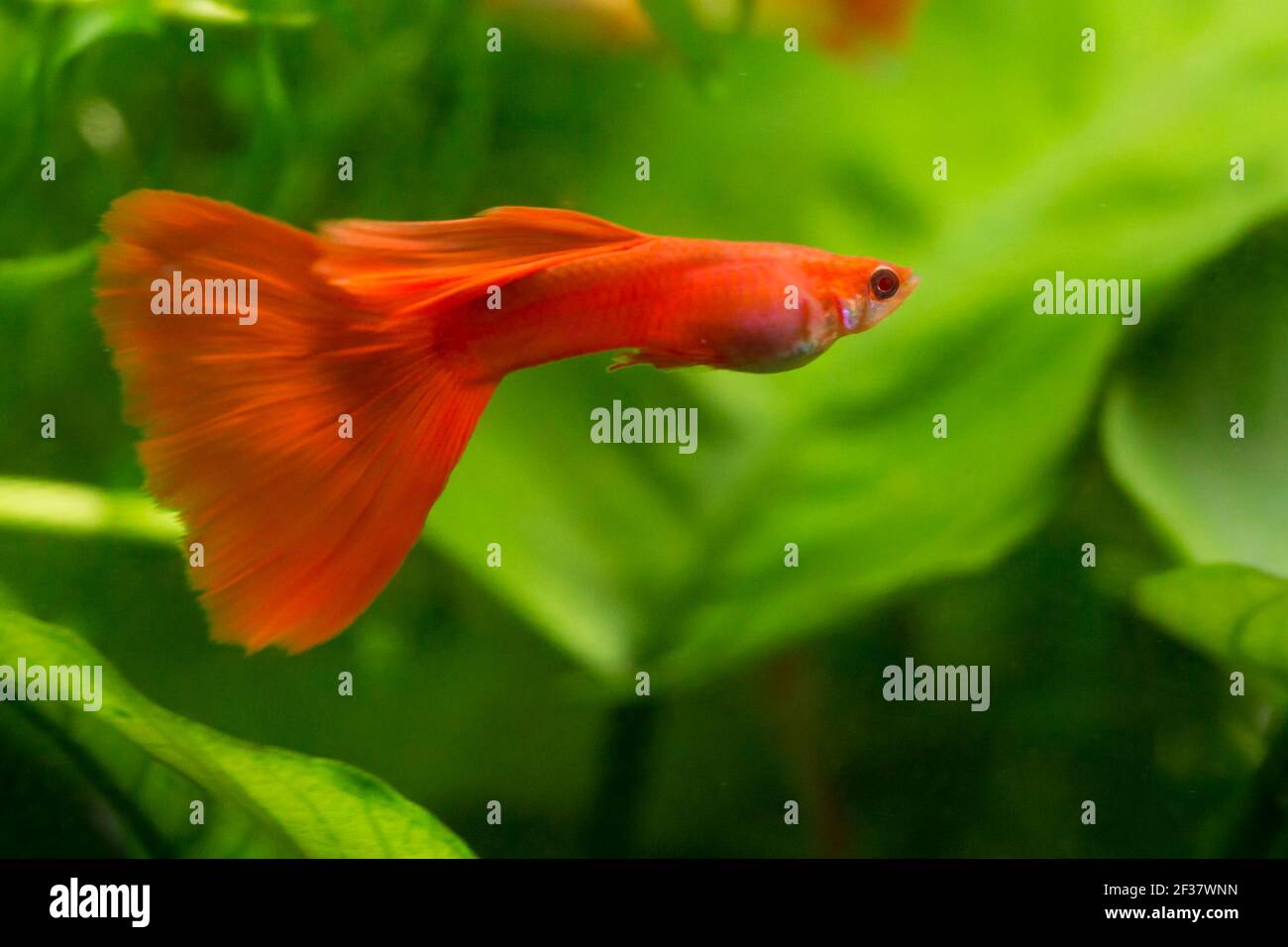 Albino male full red guppy (Poecilia reticulata) in planted aquarium ...