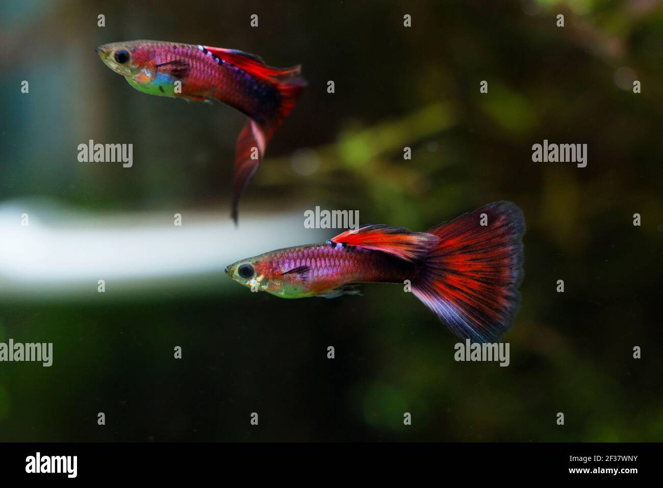 Colorful male guppy (Poecilia reticulata Stock Photo - Alamy