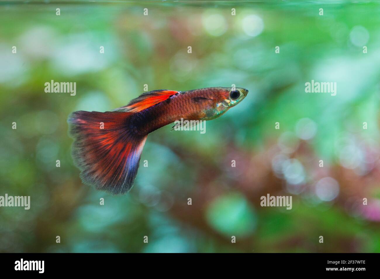 Male Guppy