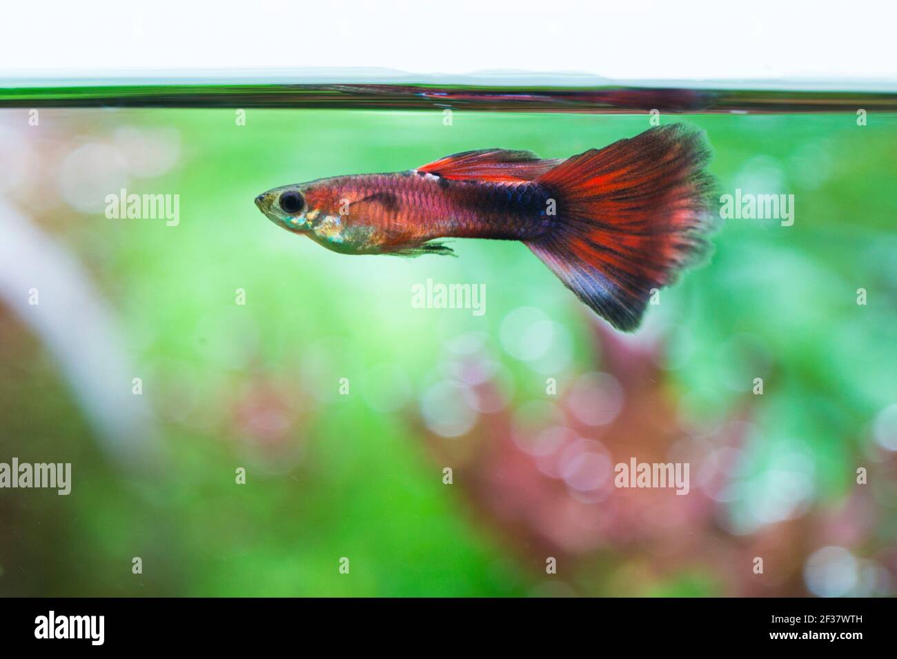 Male of guppy poecilia reticulata hi-res stock photography and images ...
