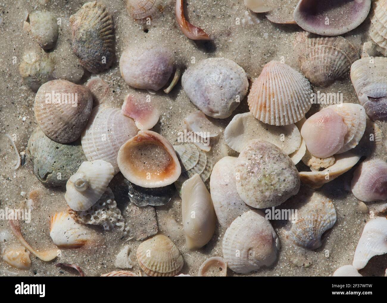 Sea shells and sand background. Still life. Oceanside Stock Photo - Alamy