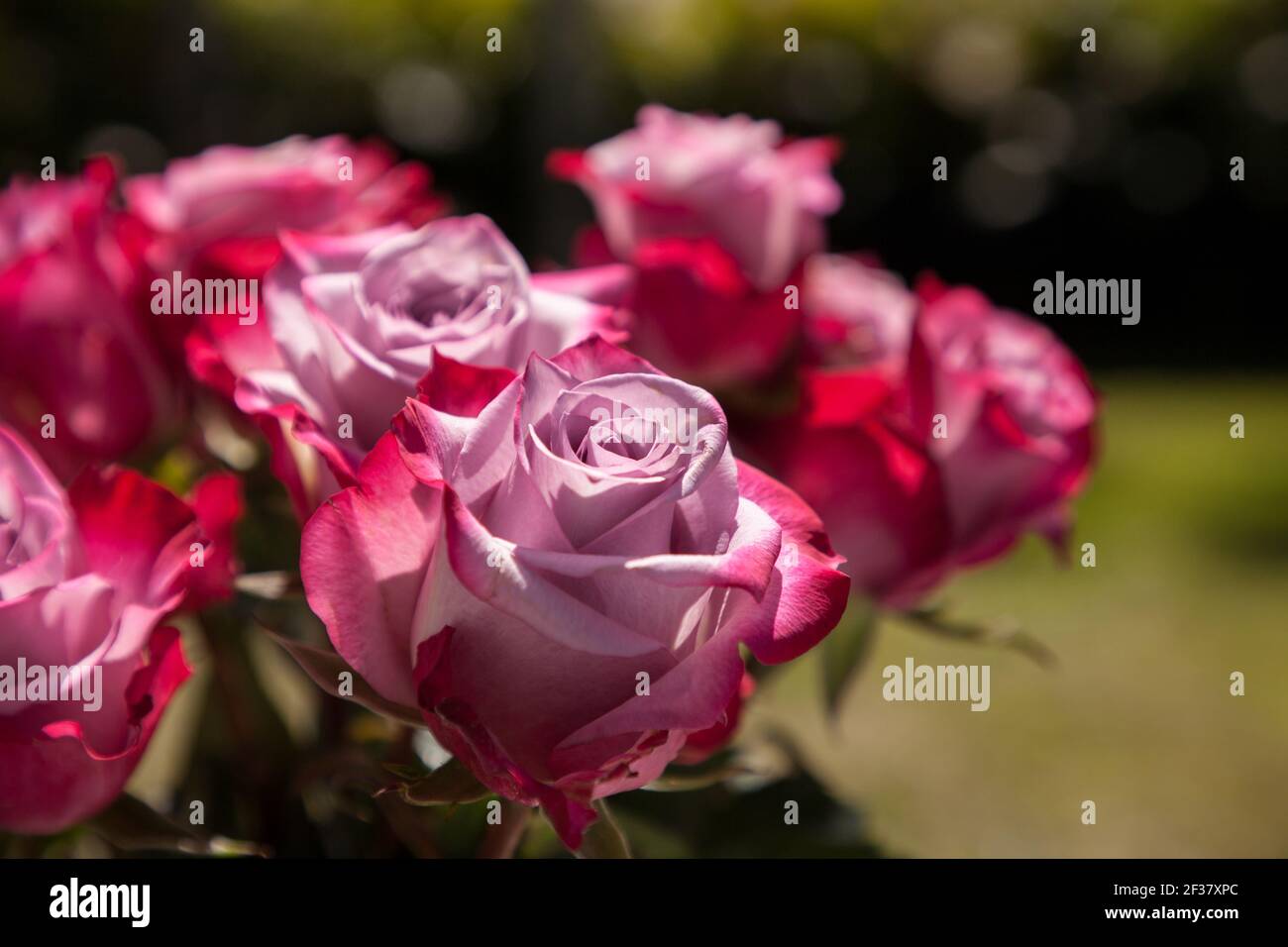 Rosa sterling silver hi-res stock photography and images - Alamy