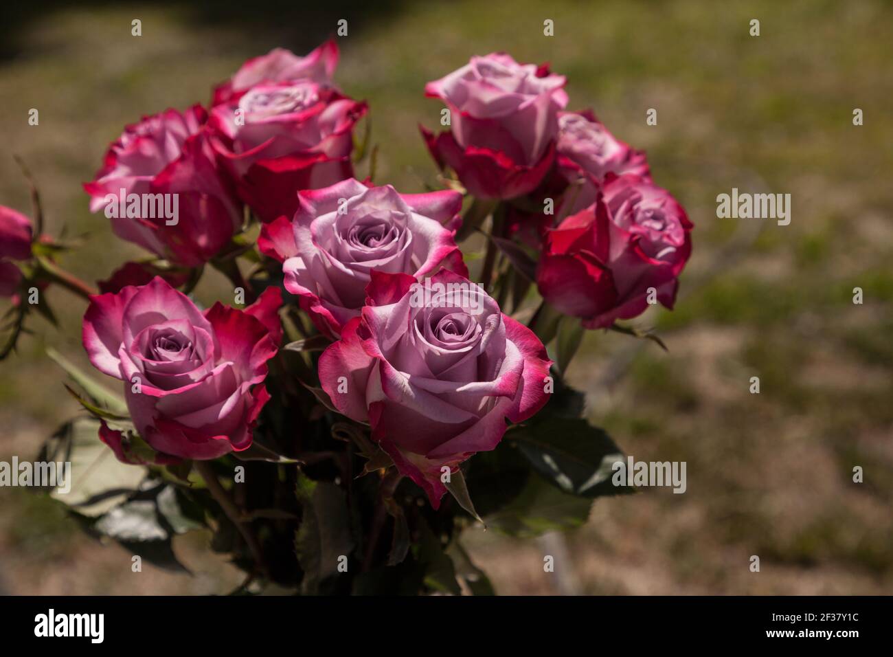 Sterling silver purple rose of genus Rosa with petals up close ...