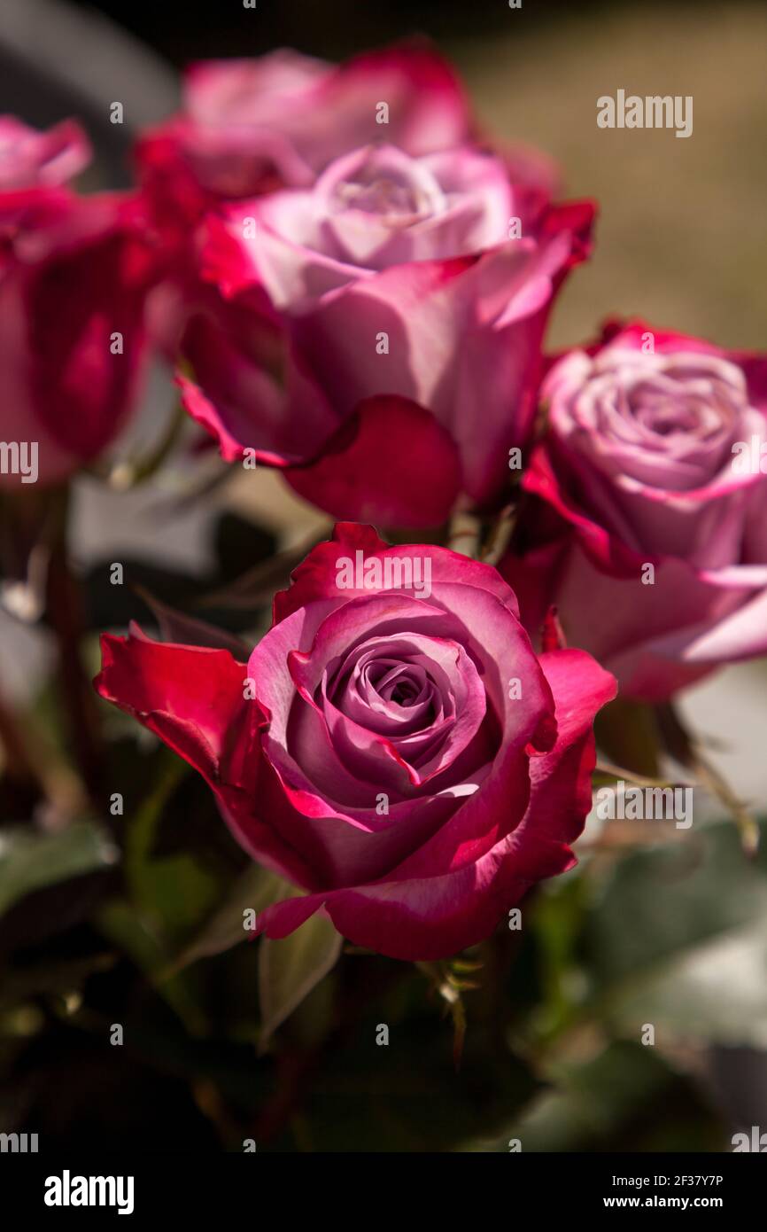 Sterling silver purple rose of genus Rosa with petals up close ...