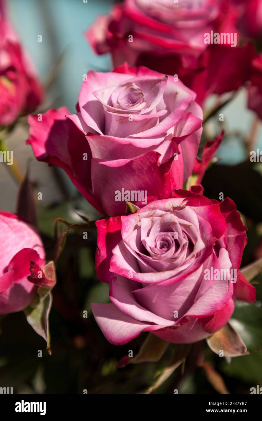 Rosa sterling silver hi-res stock photography and images - Alamy