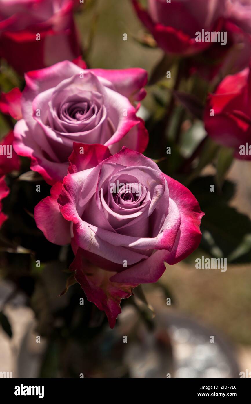 Sterling silver purple rose of genus Rosa with petals up close ...