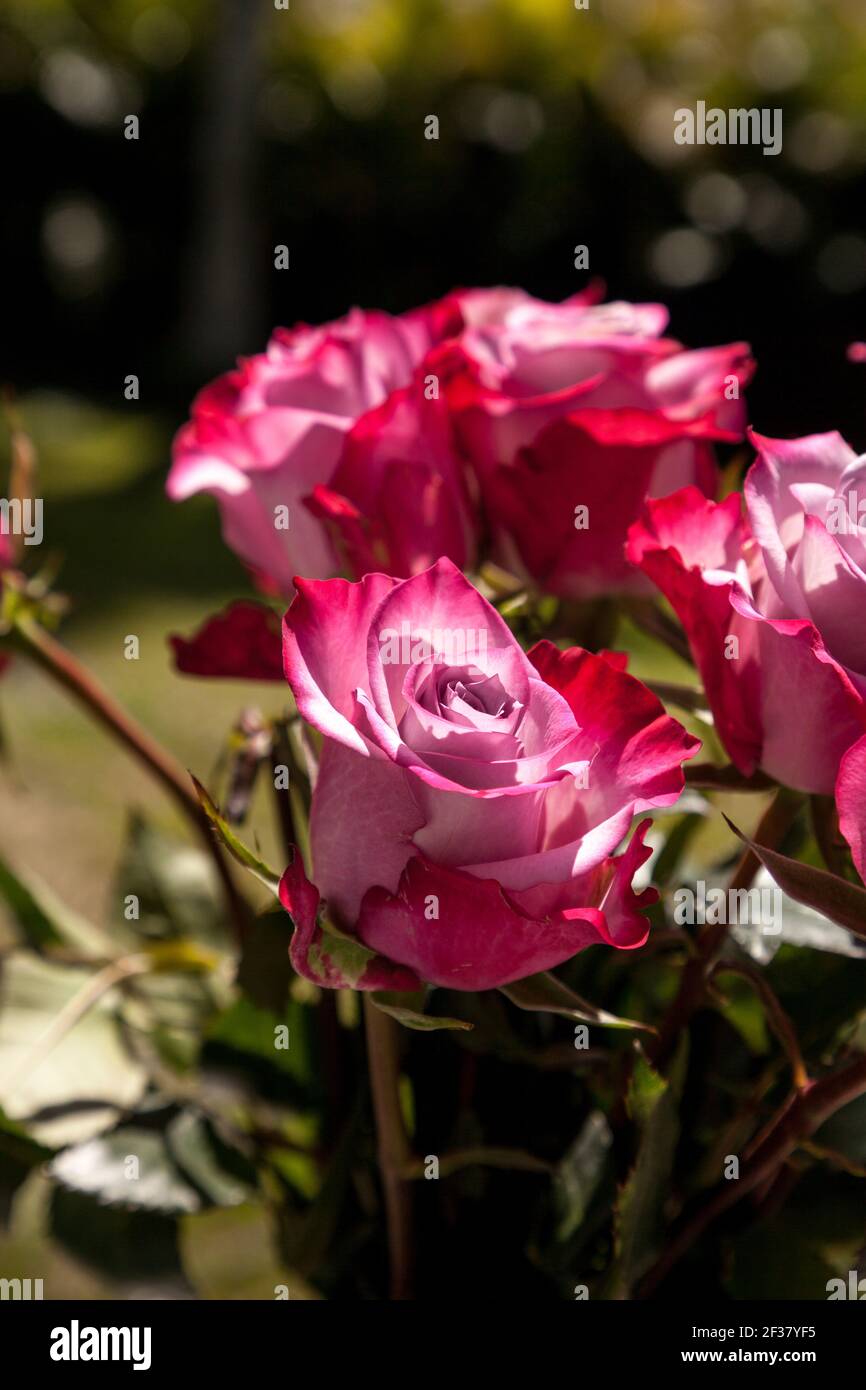 Rosa sterling silver hi-res stock photography and images - Alamy