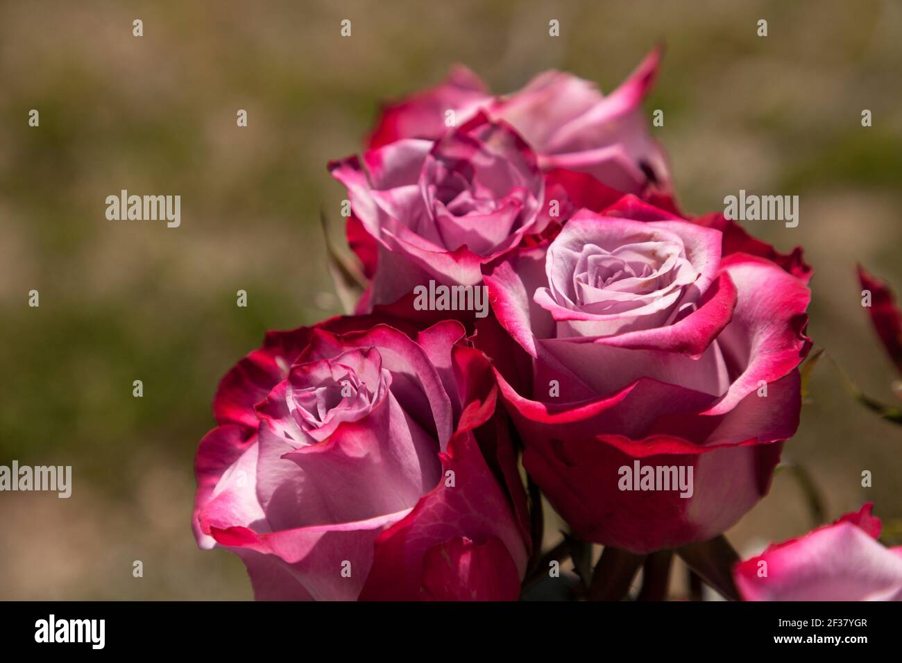 Sterling silver purple rose of genus Rosa with petals up close ...