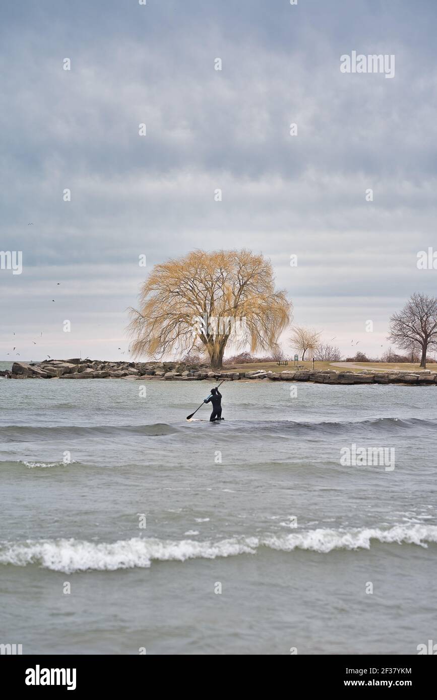 Willow tree at edgewater park in ohio Stock Photo - Alamy