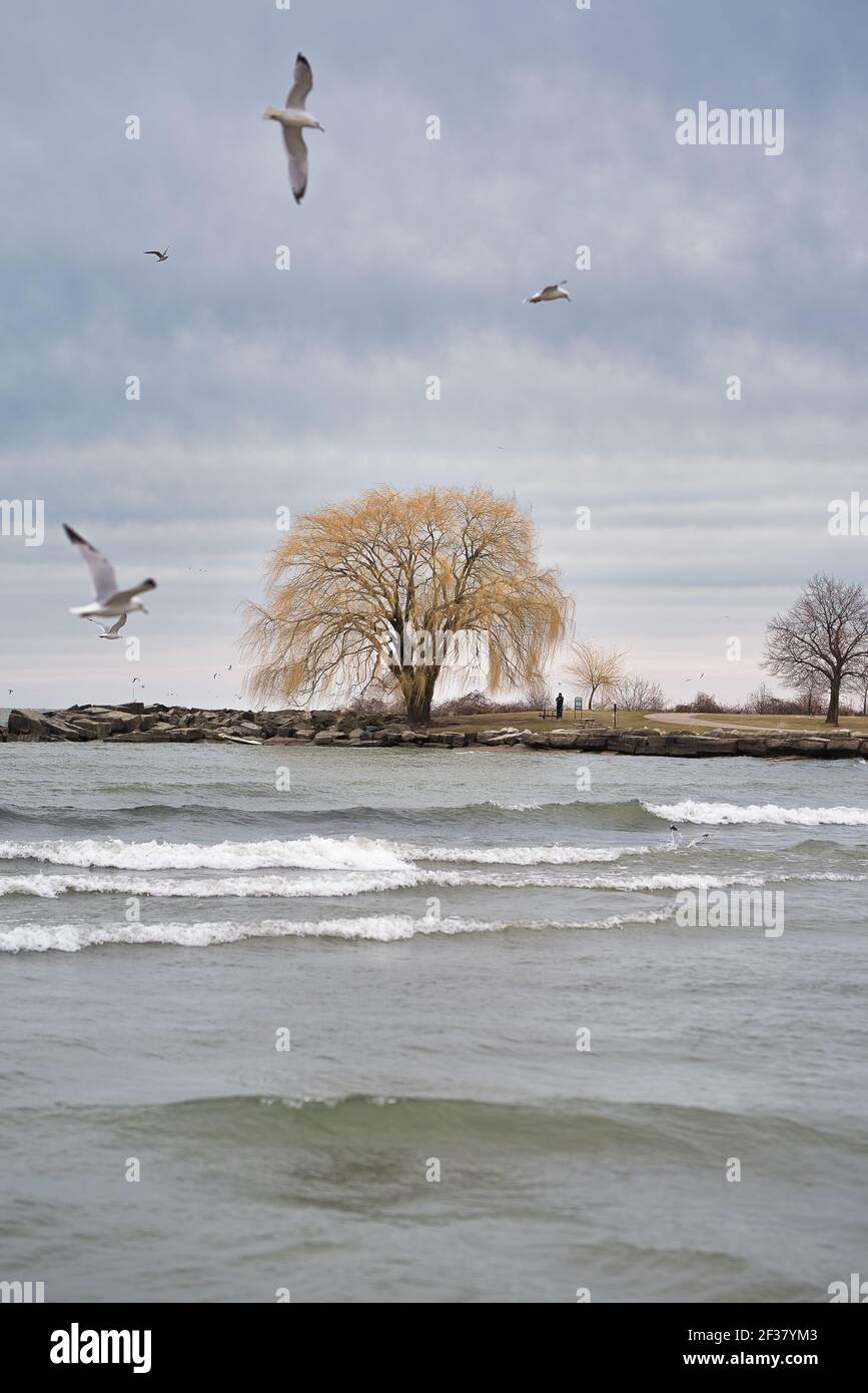 Willow tree at edgewater park in ohio Stock Photo - Alamy