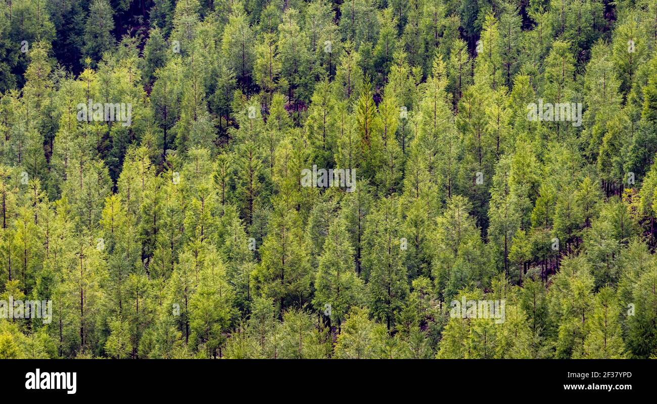 Japanese cedar tree hi-res stock photography and images - Alamy