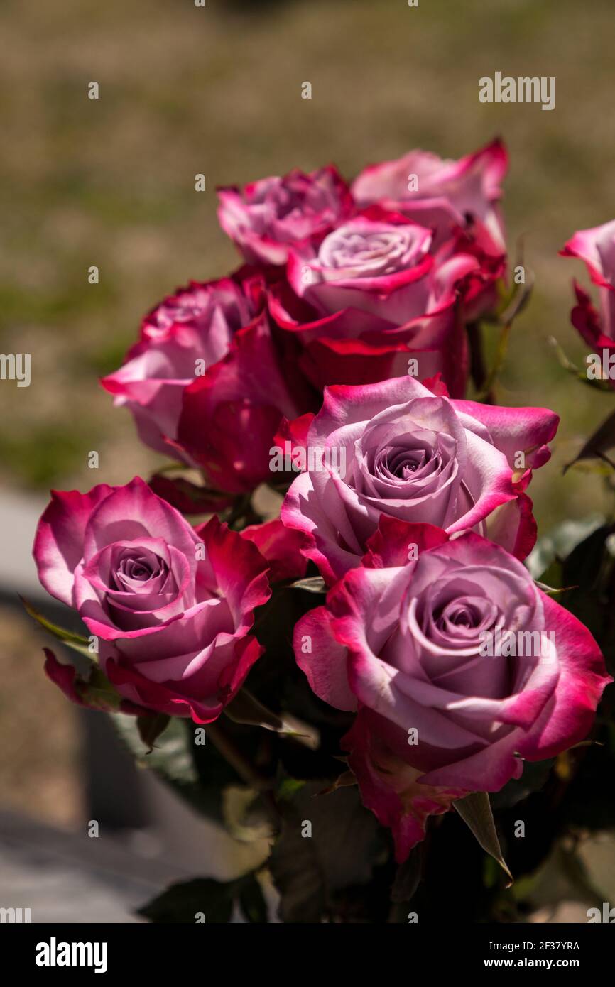 Sterling silver purple rose of genus Rosa with petals up close ...
