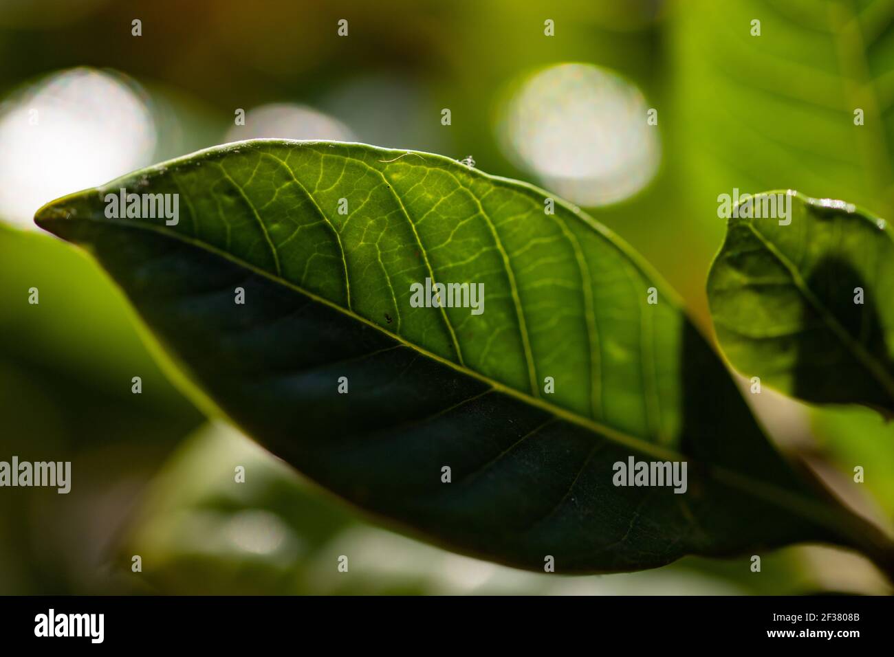 backlit green leaf exotic plant Stock Photo - Alamy