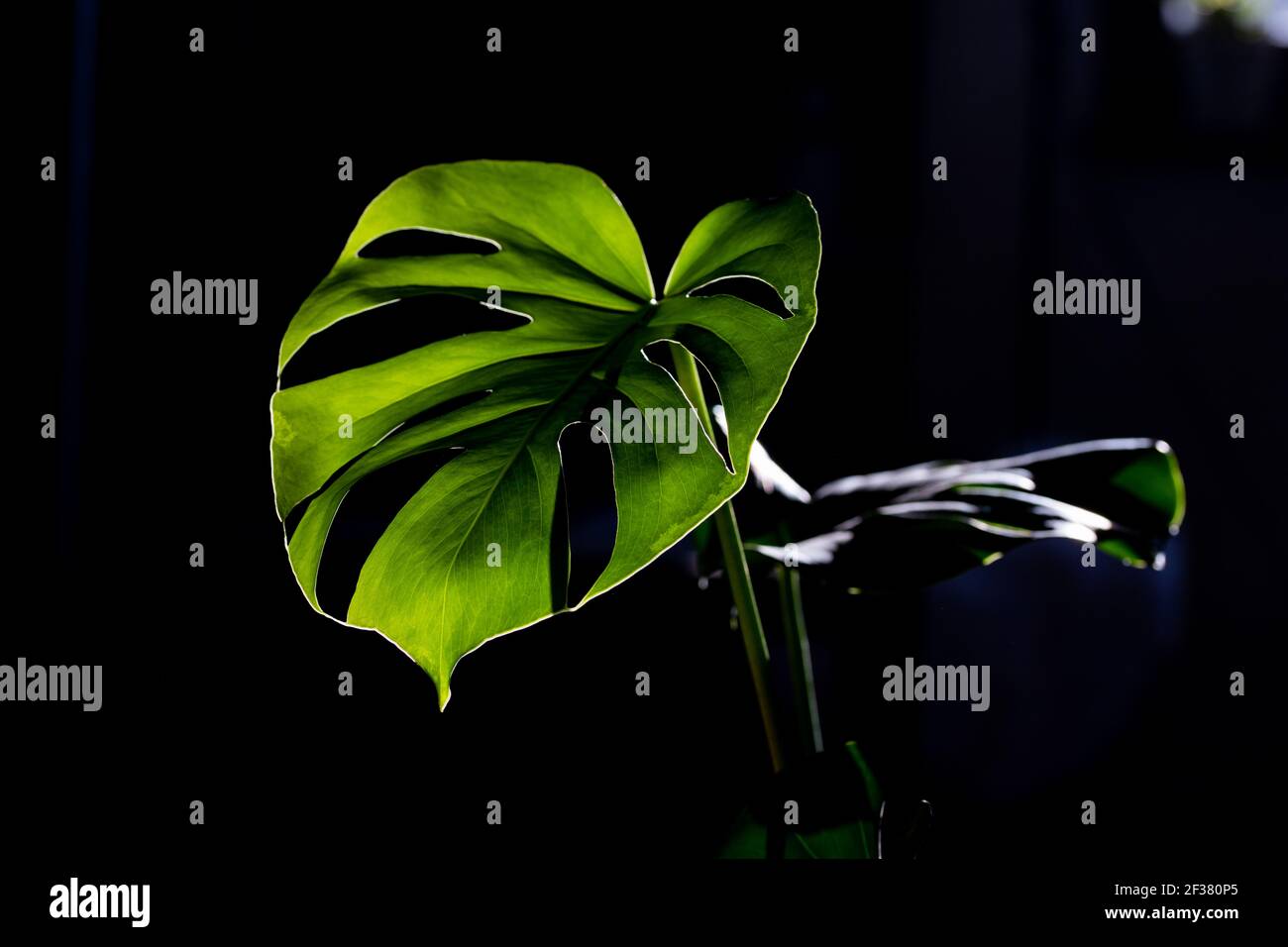 backlit green leaf exotic plant Stock Photo - Alamy