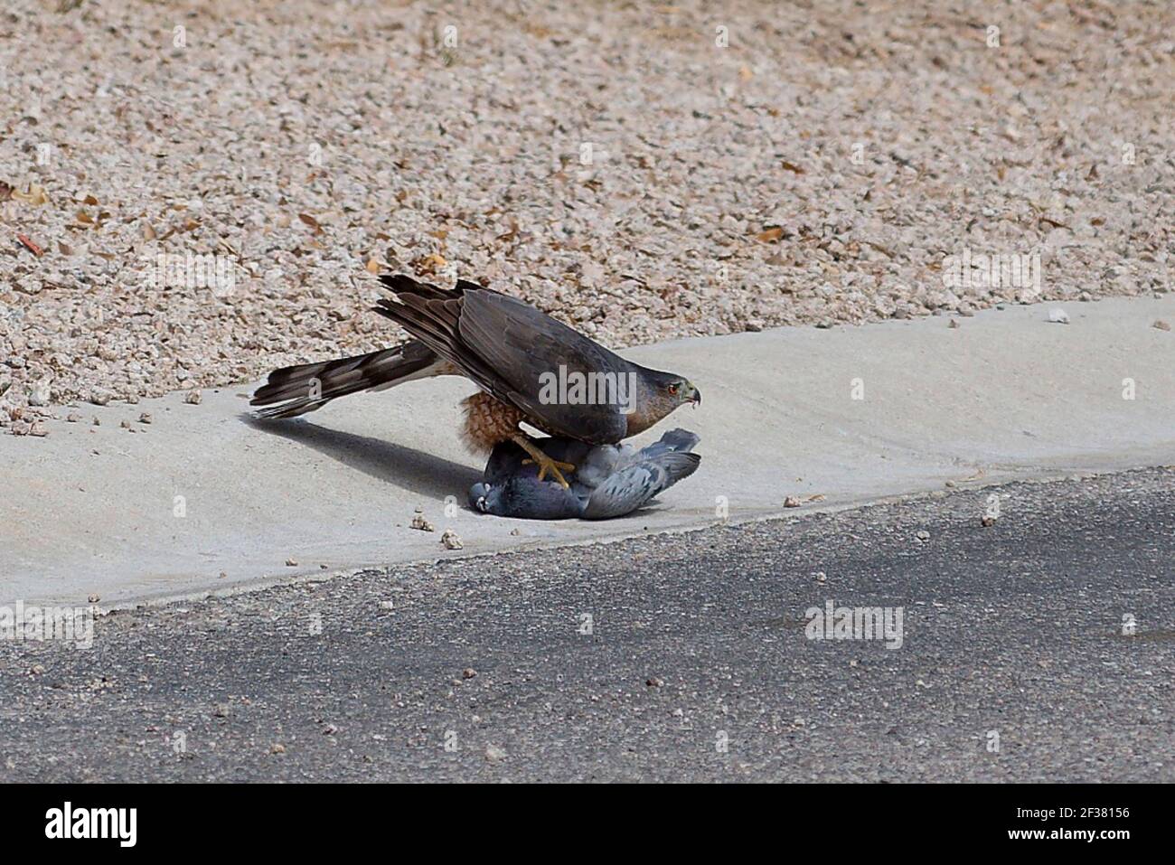 Hawk captures and flies away with Prey Stock Photo - Alamy