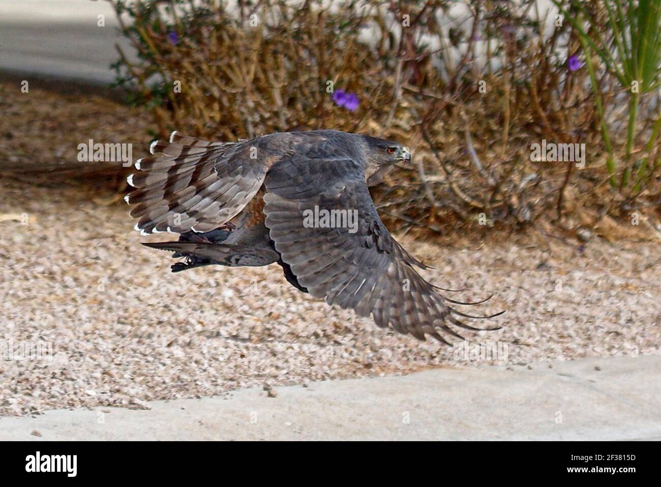 Hawk captures and flies away with Prey Stock Photo - Alamy